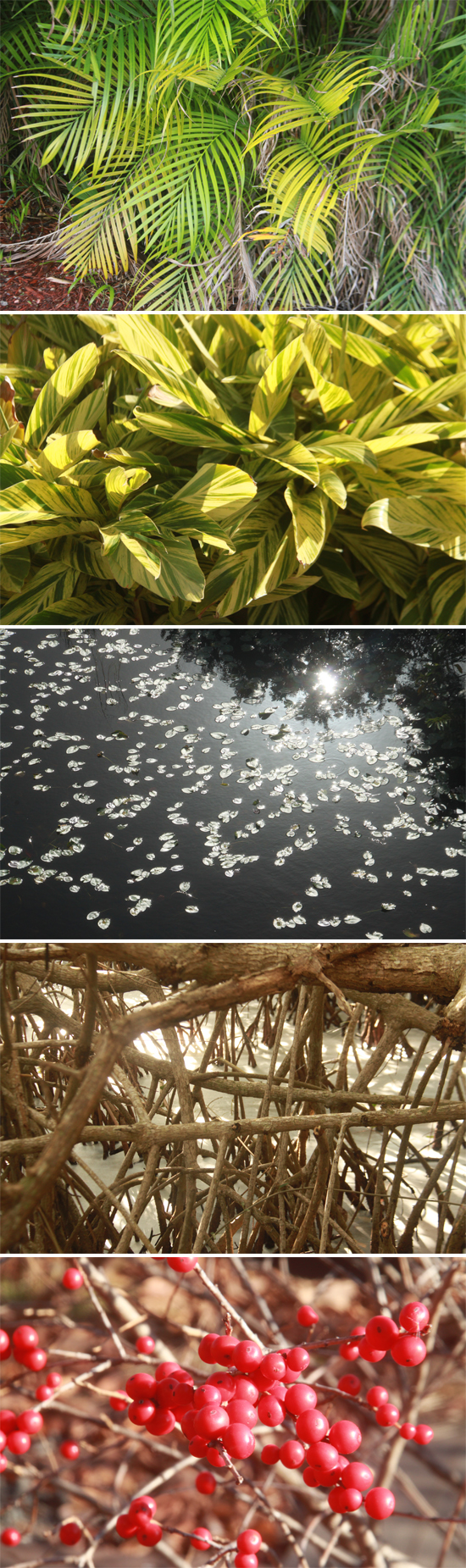 Patterns of Nature | Noa Ambar Regev | נועה עמבר רגב
